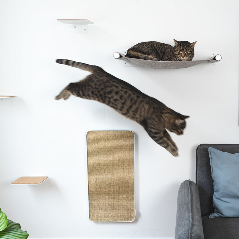 Wie viel Leben haben Katzen? Mythen, Zahlen & Kulturen erklärt - LucyBalu