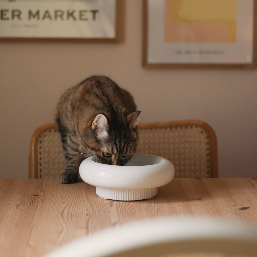 Wie viel Leben haben Katzen? Mythen, Zahlen & Kulturen erklärt - LucyBalu